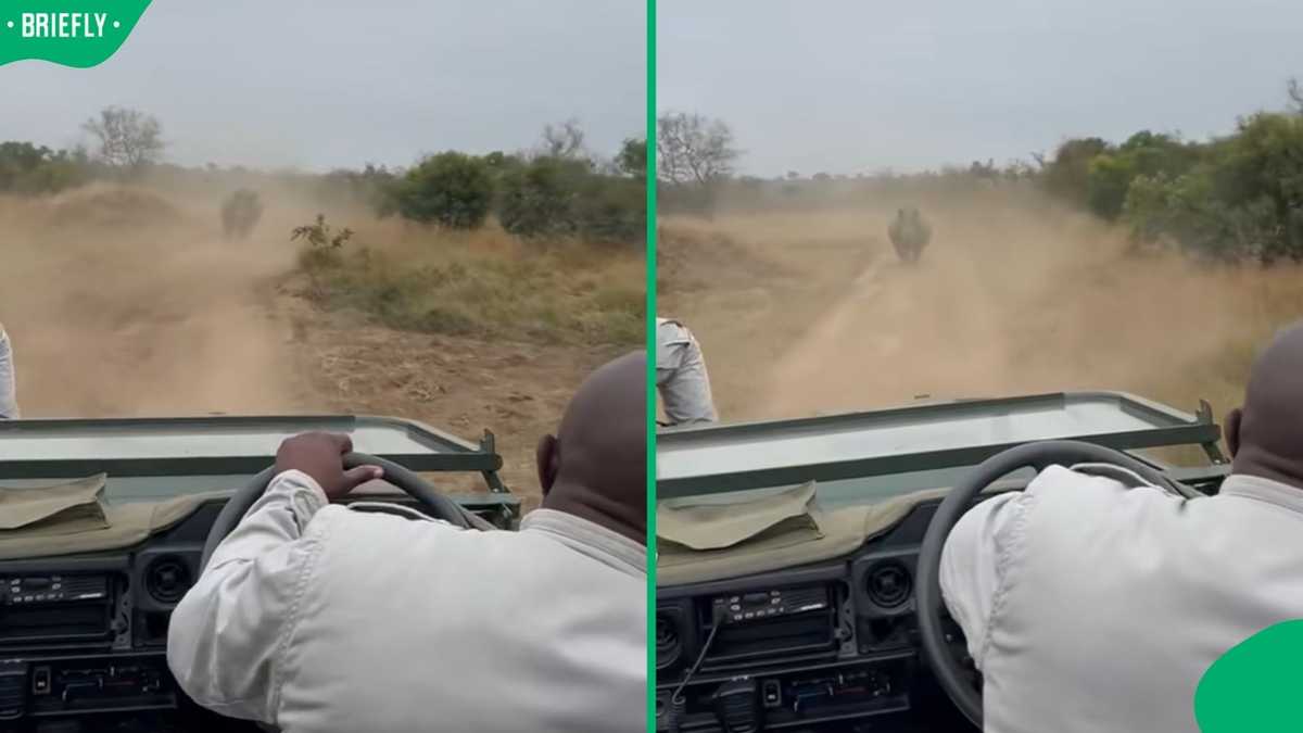 SA demands Kruger safari driver gets promoted after outrunning charging ...