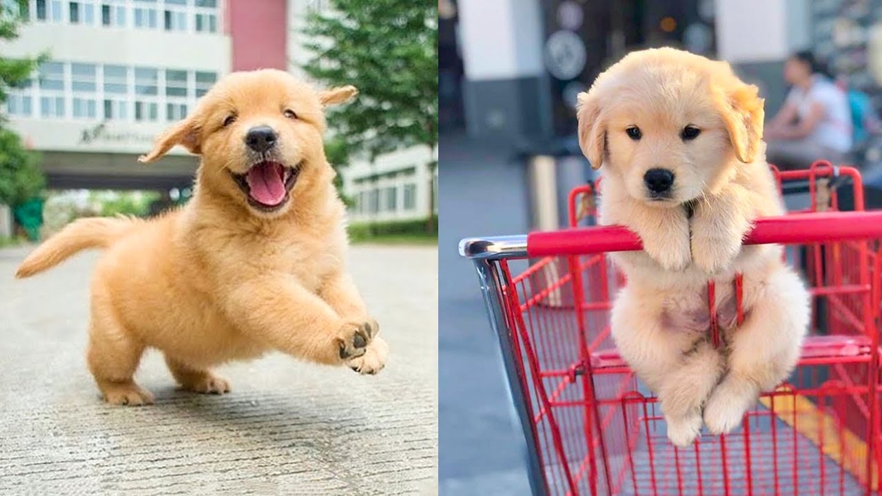 One happy strut, one cart ride