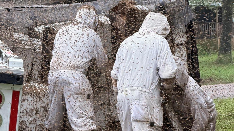 The buzz in Orange County: Workers collect millions of bees after truck ...