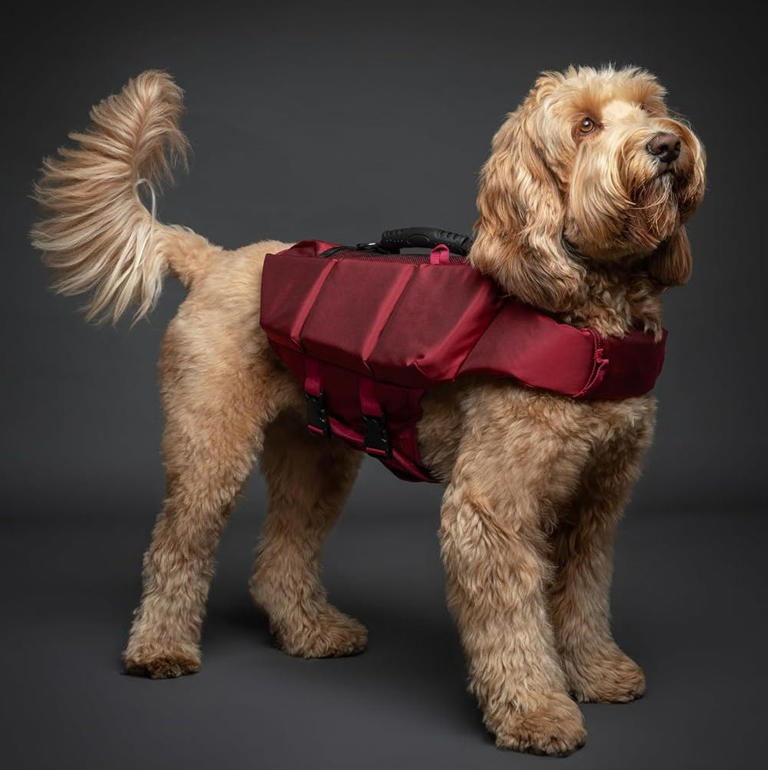 Amazon drops Prime Day deals on essential summer dog travel gear