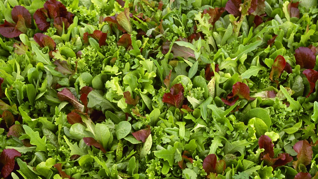 8 nitrogen fertilizers for healthy leafy greens