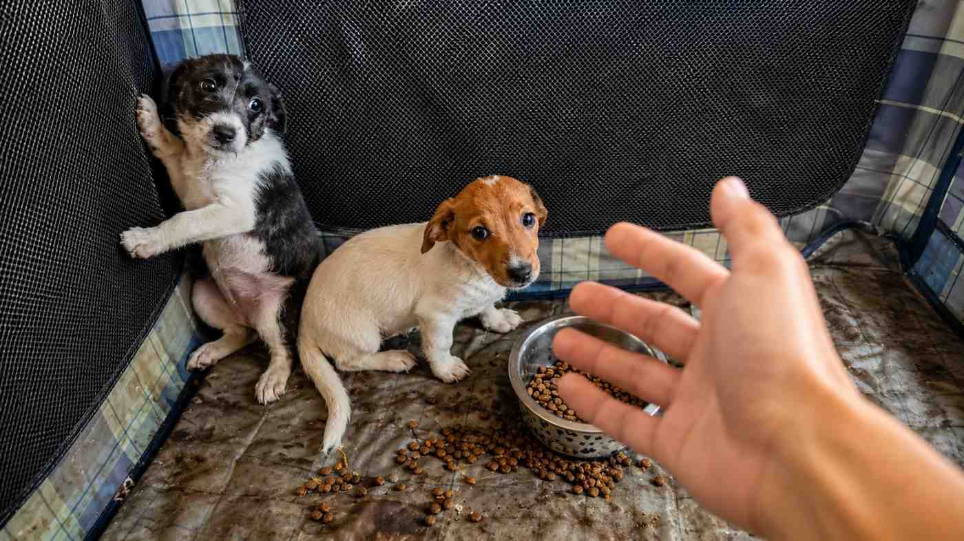 We found these puppies scared and neglected