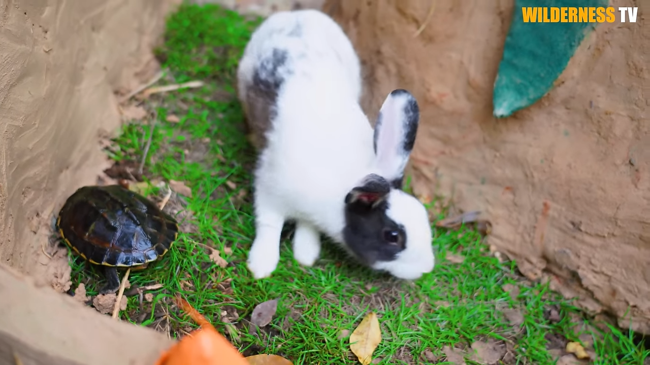 Watch scared rabbit and turtle finally find safety with their loyal dog