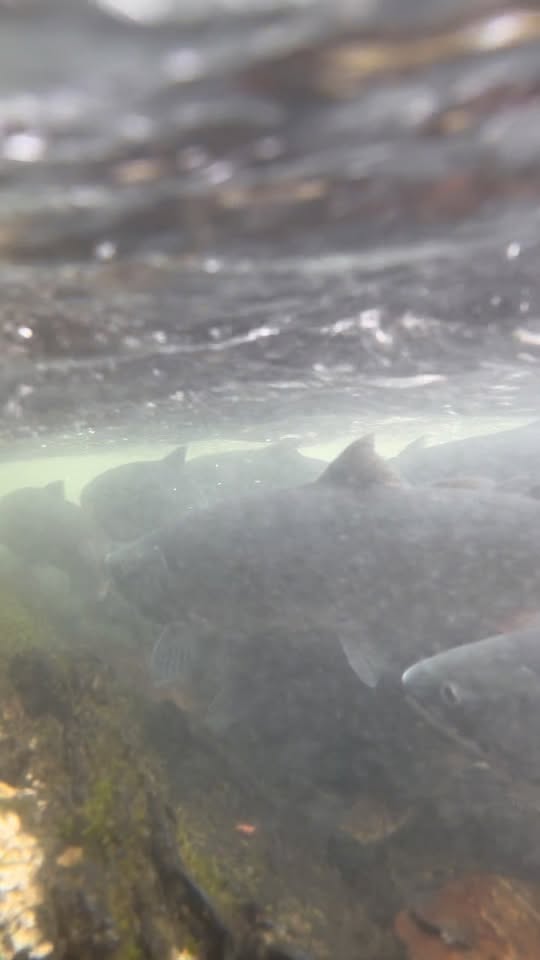 Salmon fighting strong rapids on their journey upstream