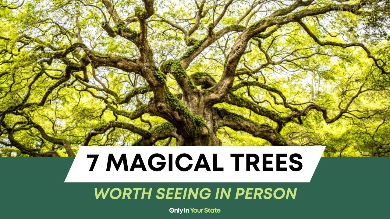 7 magical trees across the US worth seeing in person