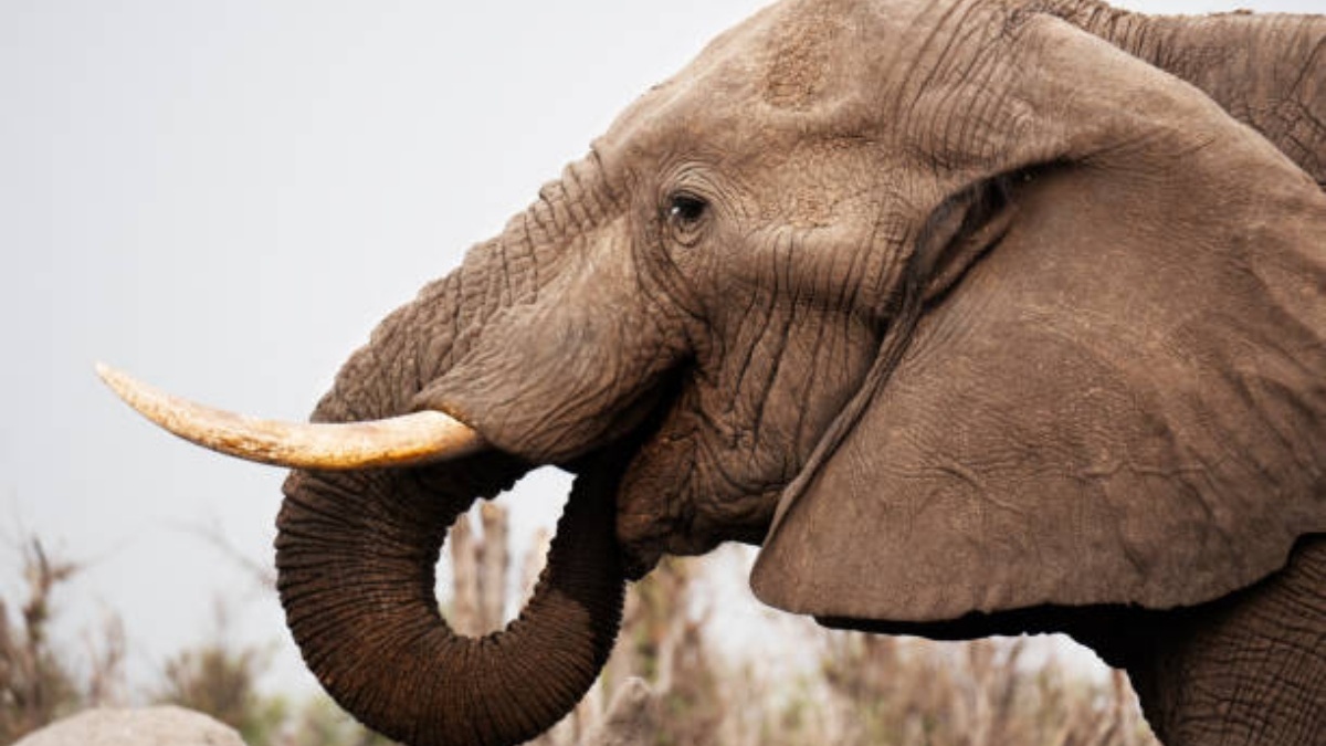The elephant you're most compatible with, according to your personality
