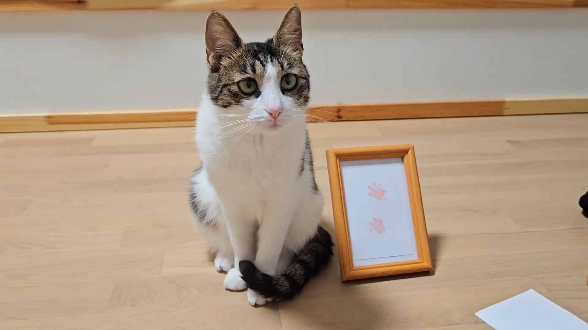 The paw print evidence was impossible to ignore