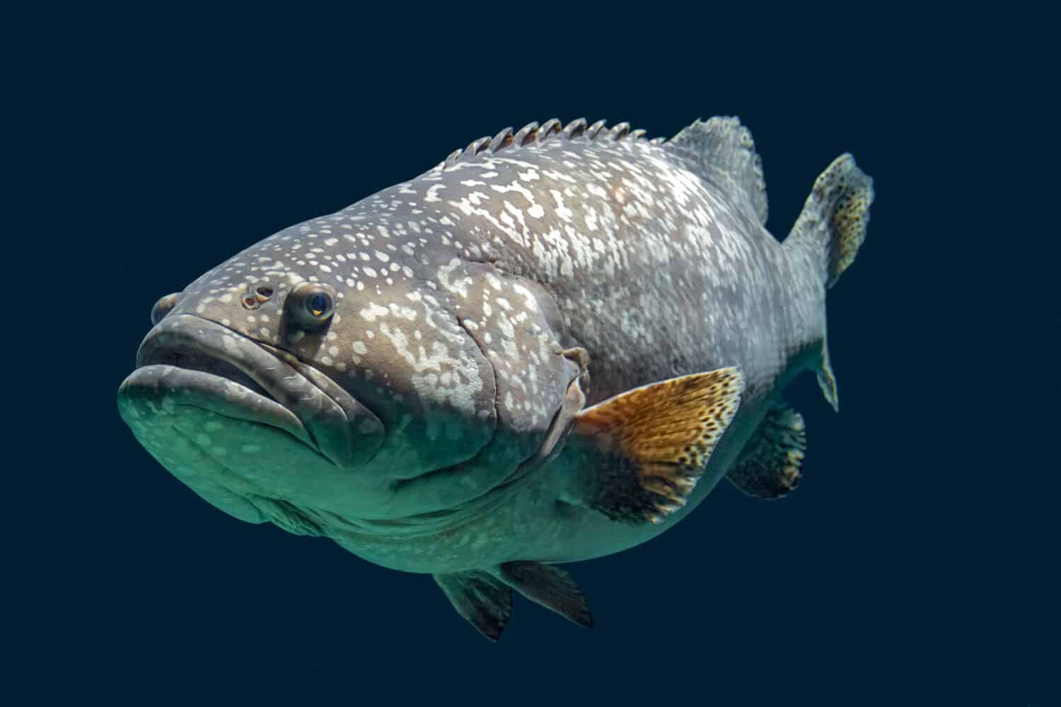 The largest grouper ever caught was a monster fish that may never be topped