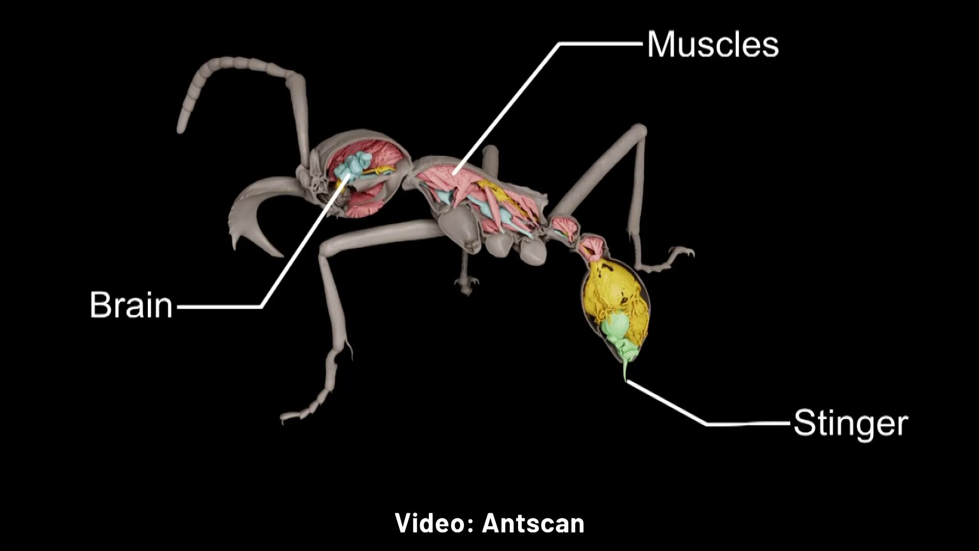 Moment of science: “Antscan” project uses particle accelerator to map ...