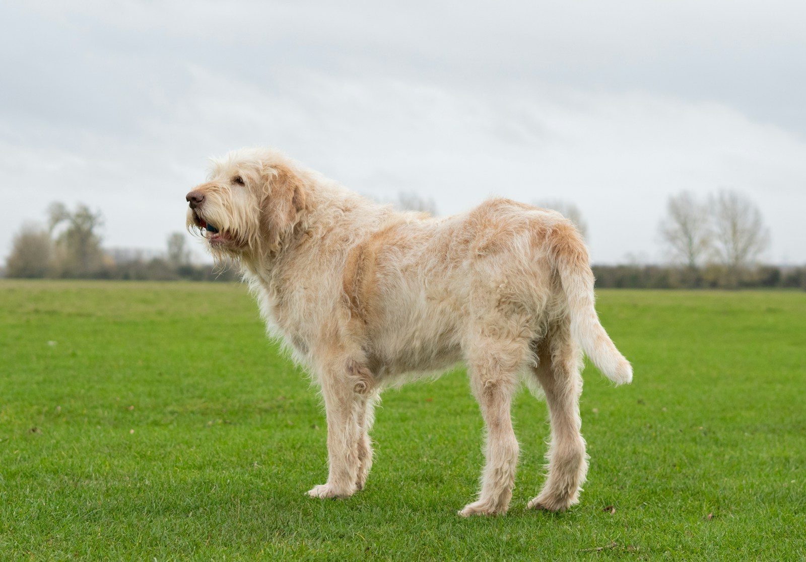 Rare dog breeds facing extinction and why they need protection
