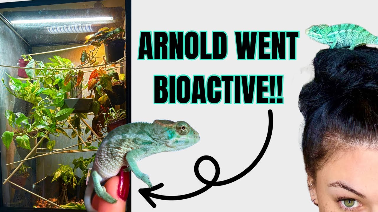 Building a bioactive setup for my chameleon