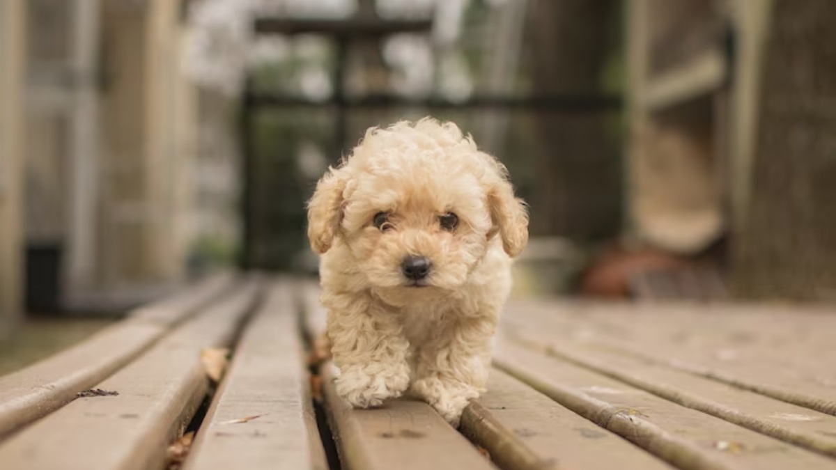 Your dog is angry with you and lets you know with these 5 actions
