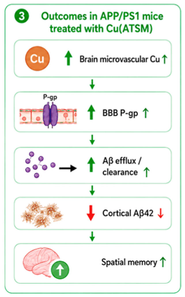 A copper-based drug clears buildup of Alzheimer's proteins in mice