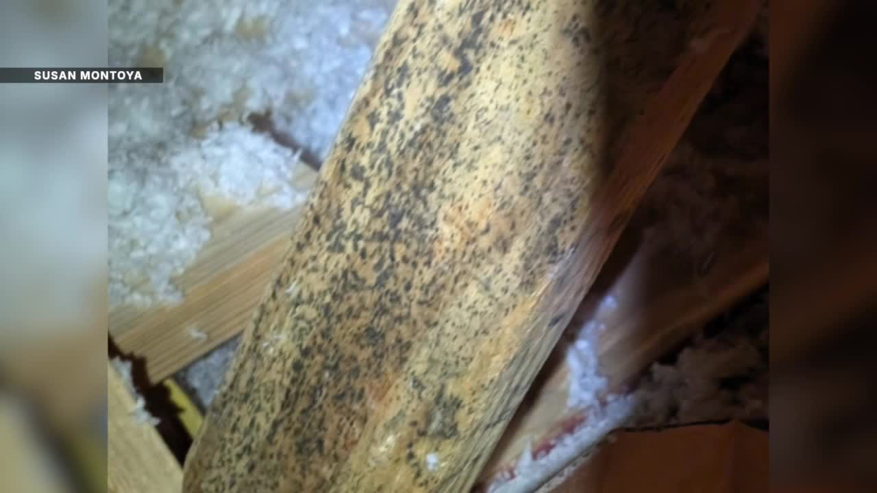 Florida homeowner says discovery in attic cost her a buyer