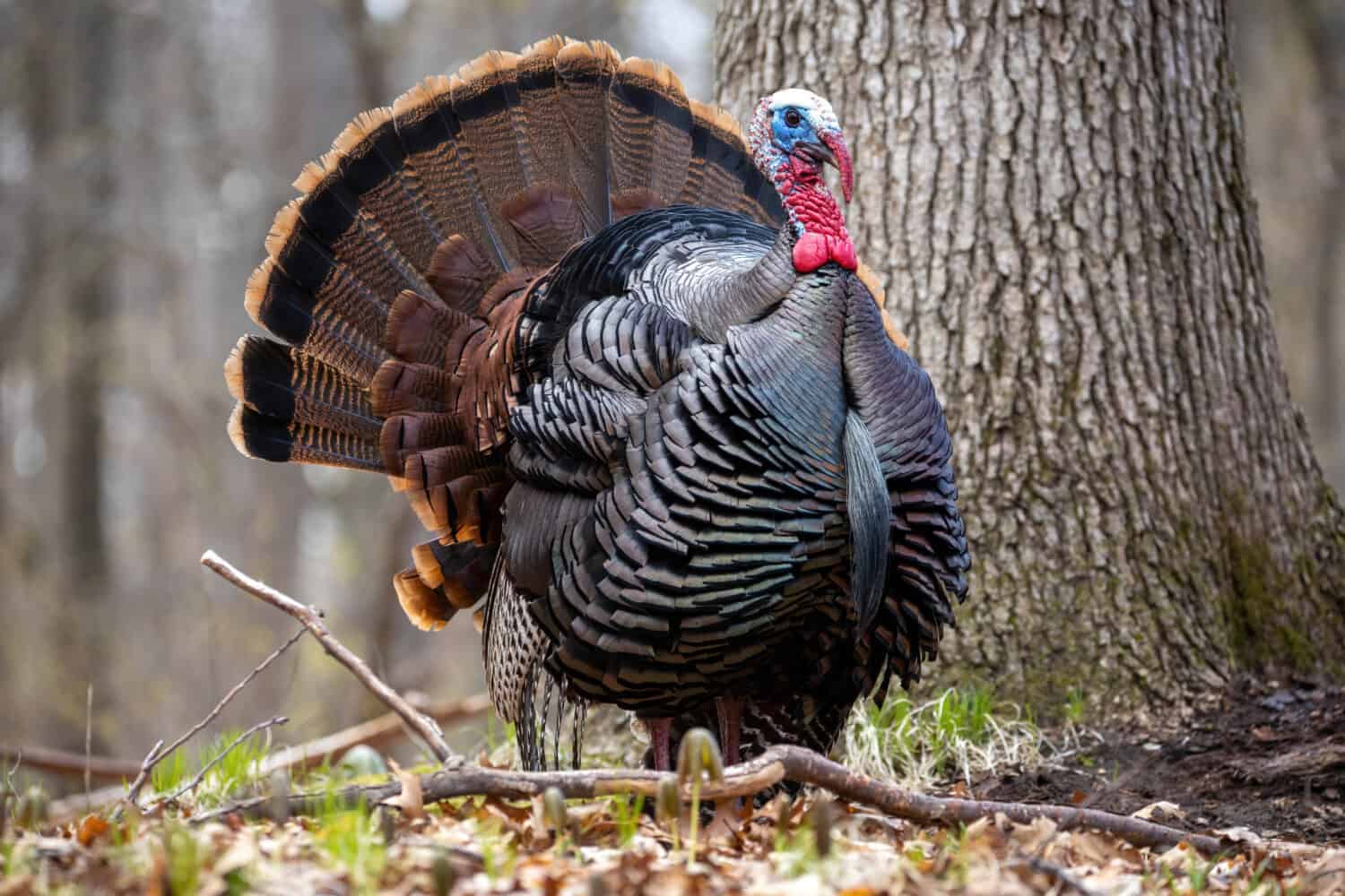 Wild turkeys are taking over these states, and most Americans don’t ...