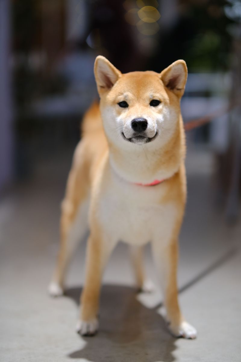13 dog breeds that choose one favorite person and rarely look back ...