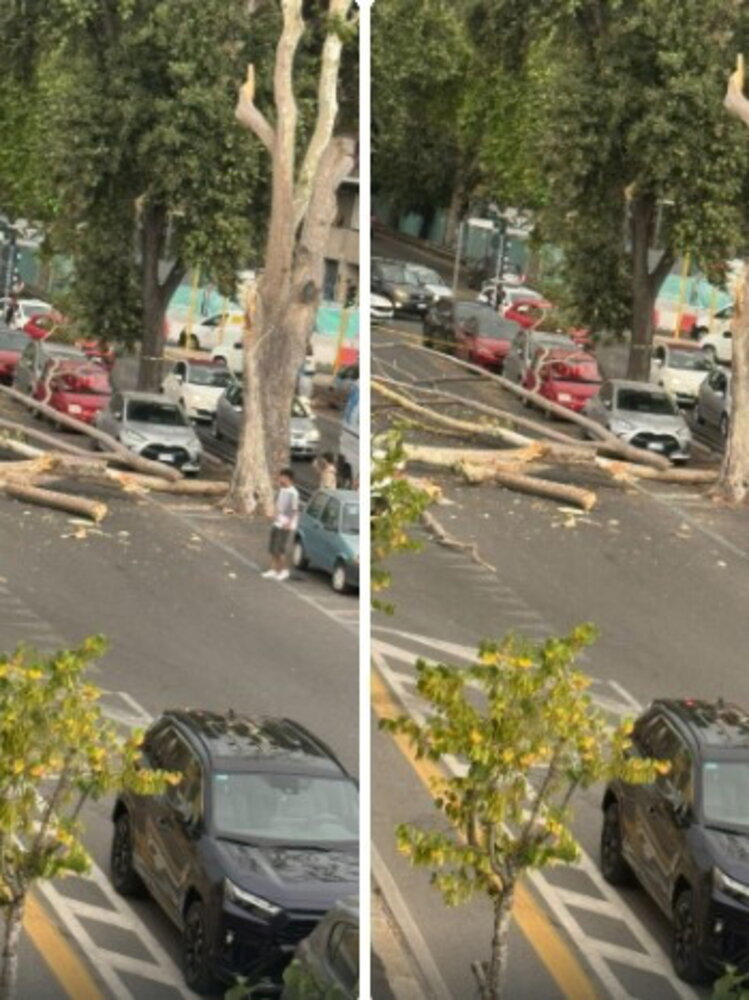 Albero cade a Roma e colpisce taxi in corsa, nessun ferito (foto)
