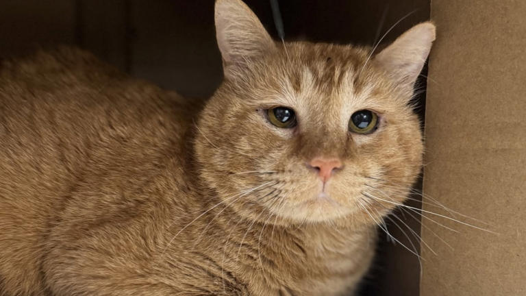 Nobody asked about him: The shelter cat who stopped asking for cuddles ...