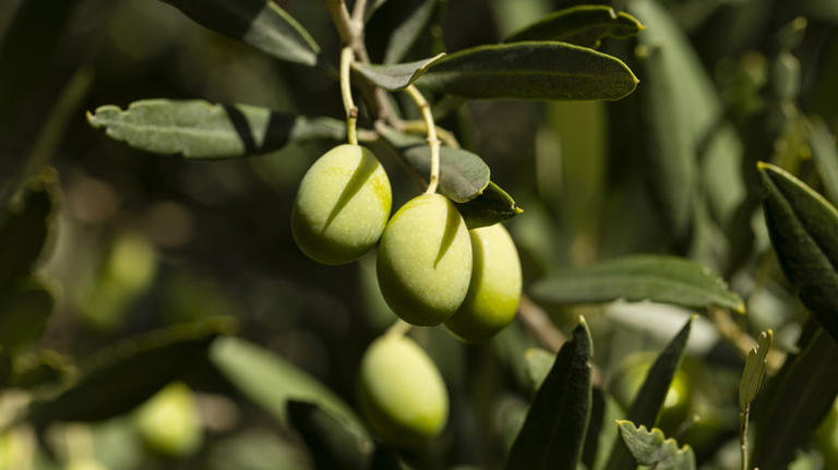 5 fruit trees that will live longer than you in your backyard