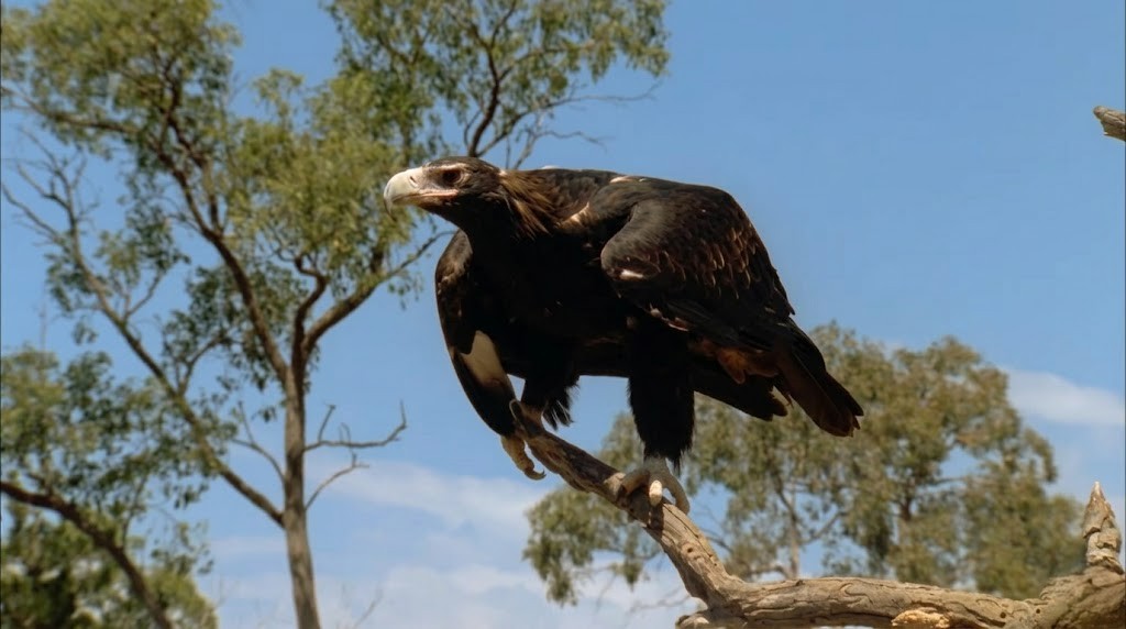 Watch what happens when the sky's deadliest sniper spots prey - escape ...