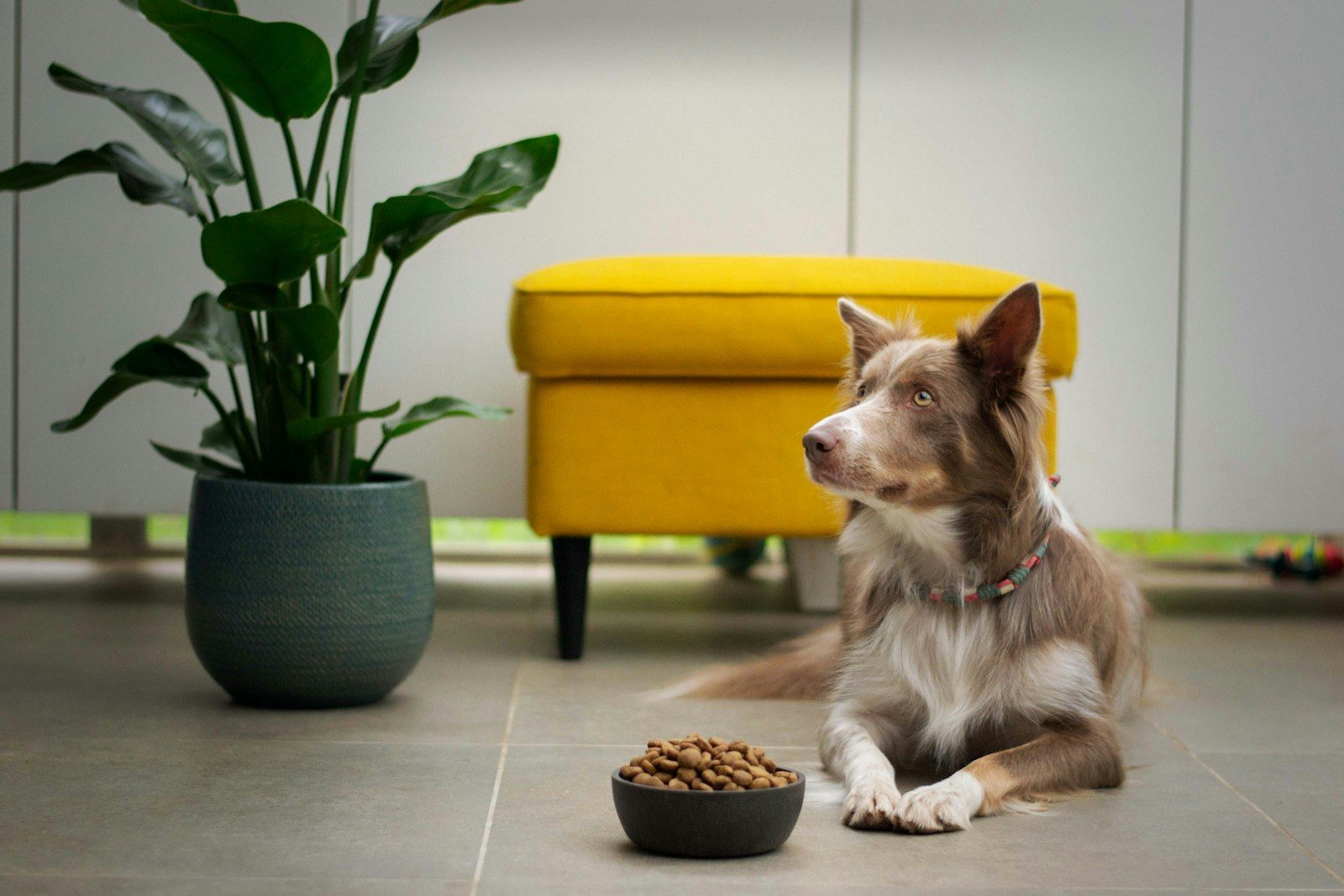 Everyday foods that can be dangerous or toxic for dogs