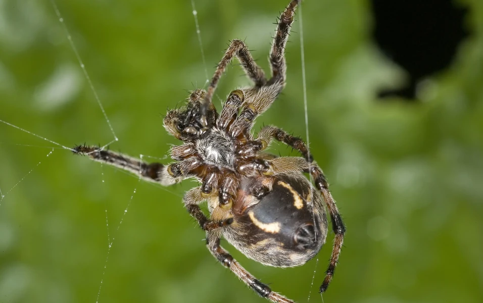 Australian 'ballista spider' uses spring-loaded trap to hunt ants