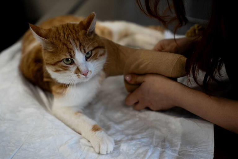 New Laredo animal hospital plans walk-ins, surgery blocks and telemedicine