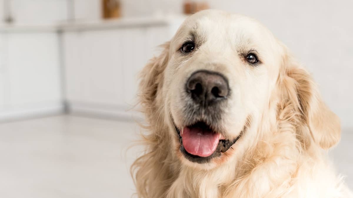Golden retriever 'helps' mom bake a cake by sticking his entire face in ...