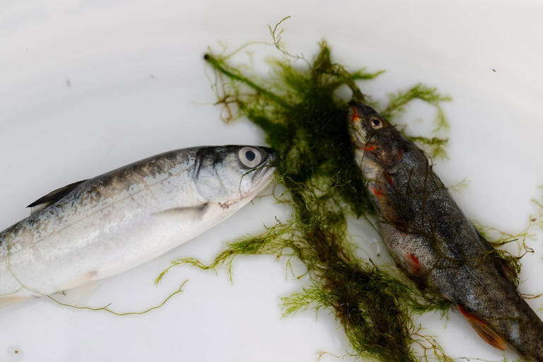 A deadly parasite is killing fish in a major California river