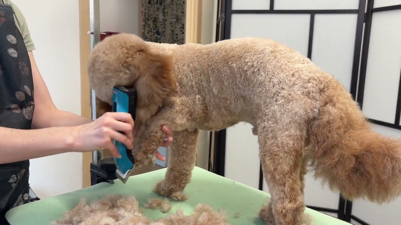 Easy poodle grooming