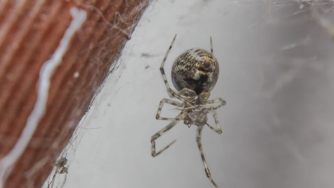 Australian 'ballista spider' uses spring-loaded trap to hunt ants