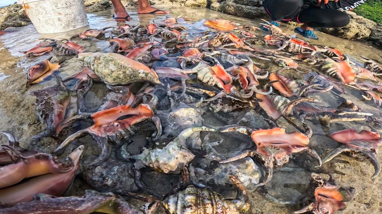 An unusual discovery of giant shells along the shore