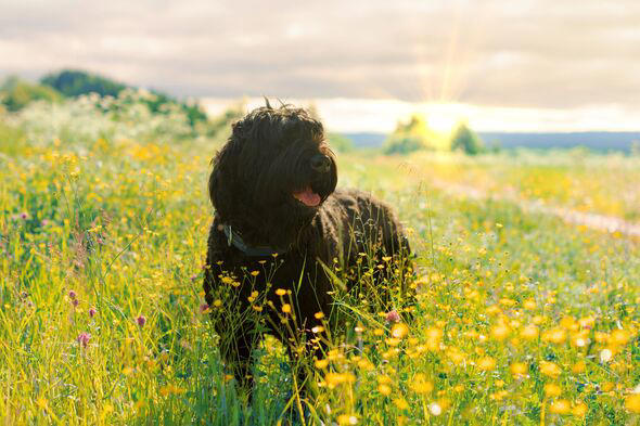 I'm a vet and this is why you shouldn't take your dog for a walk in hot ...