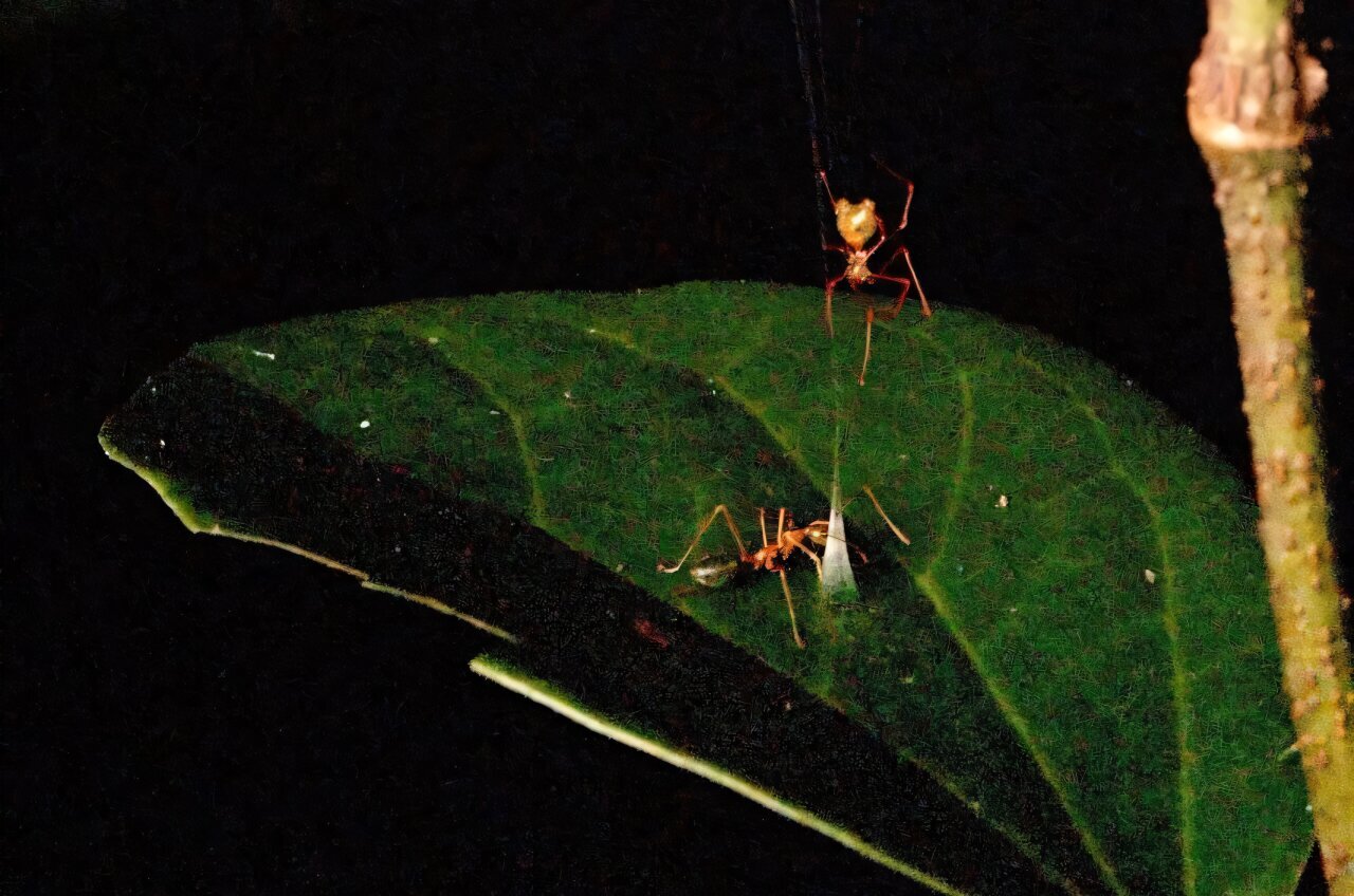 Newly described Australian ballista spider builds a spring-loaded snare ...