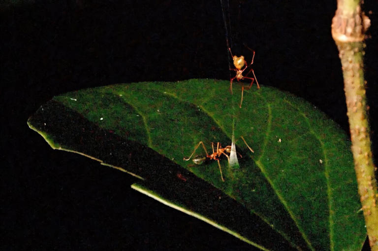Newly described Australian ballista spider builds a spring-loaded snare ...