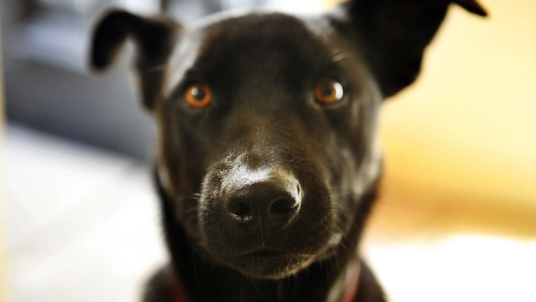 Understanding why dogs tilt their heads