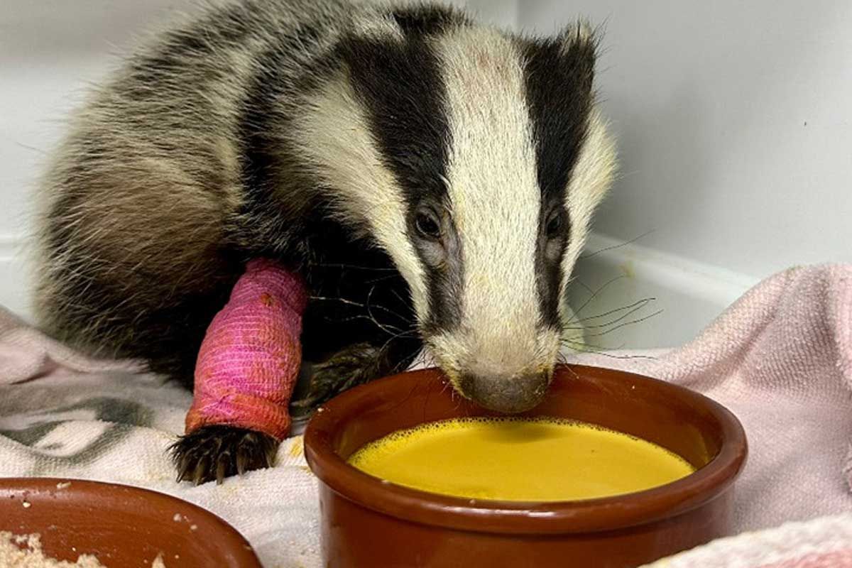 Malnourished badger cub recovering after life-saving care: 'We weren't ...