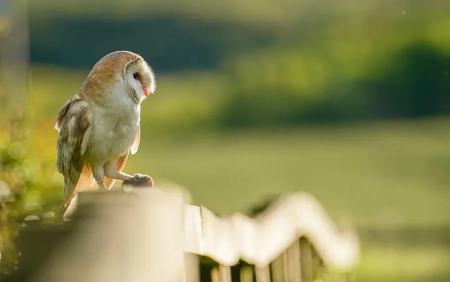 Barn owl livestream draws global viewers as mongoose study reveals ...