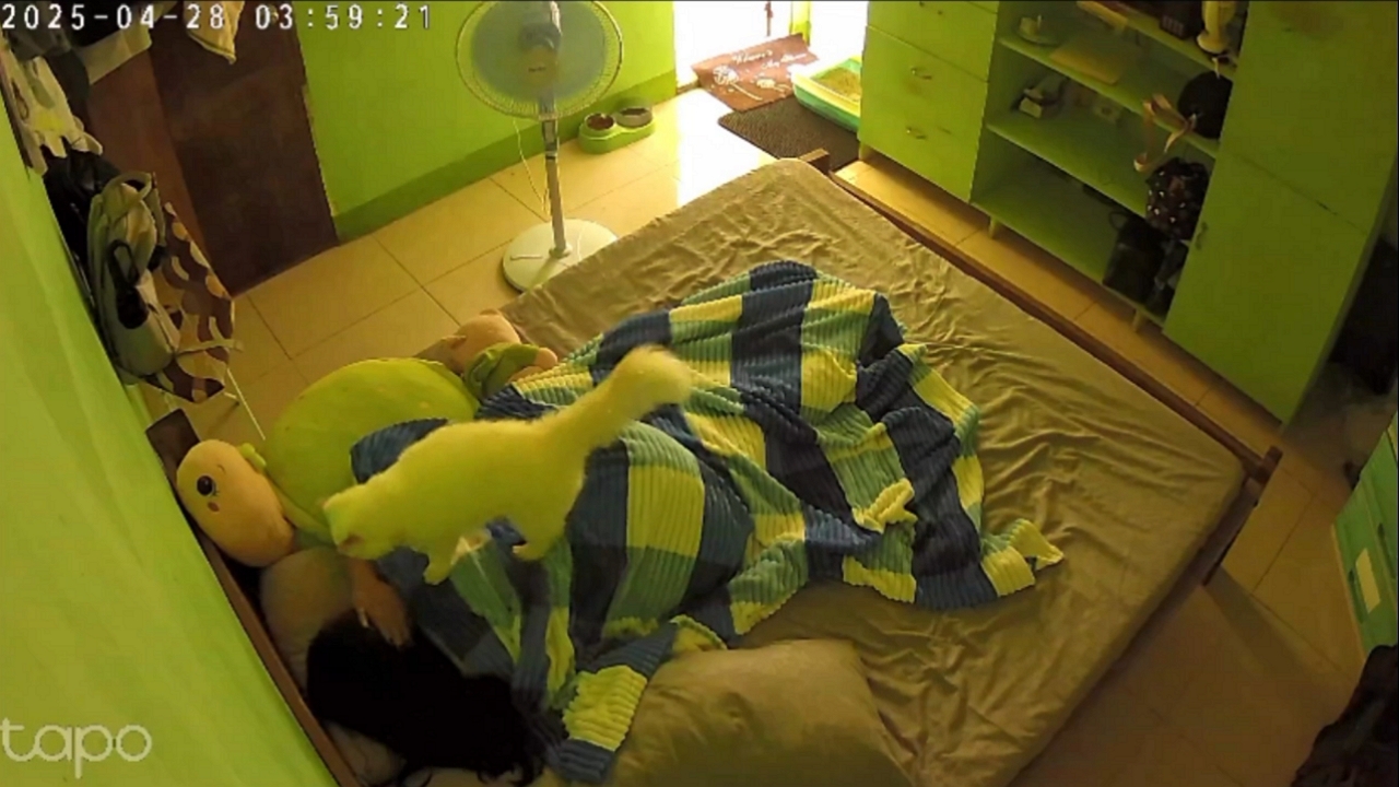 Playful cat won't let owner sleep in Kalibo, Aklan, Philippines
