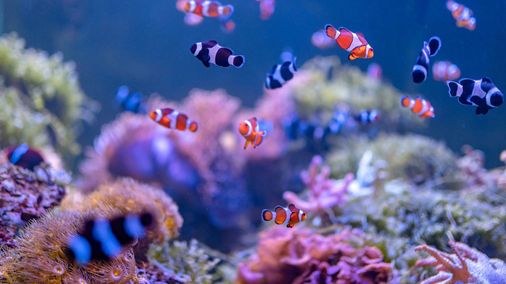 Tips for taking care of fish