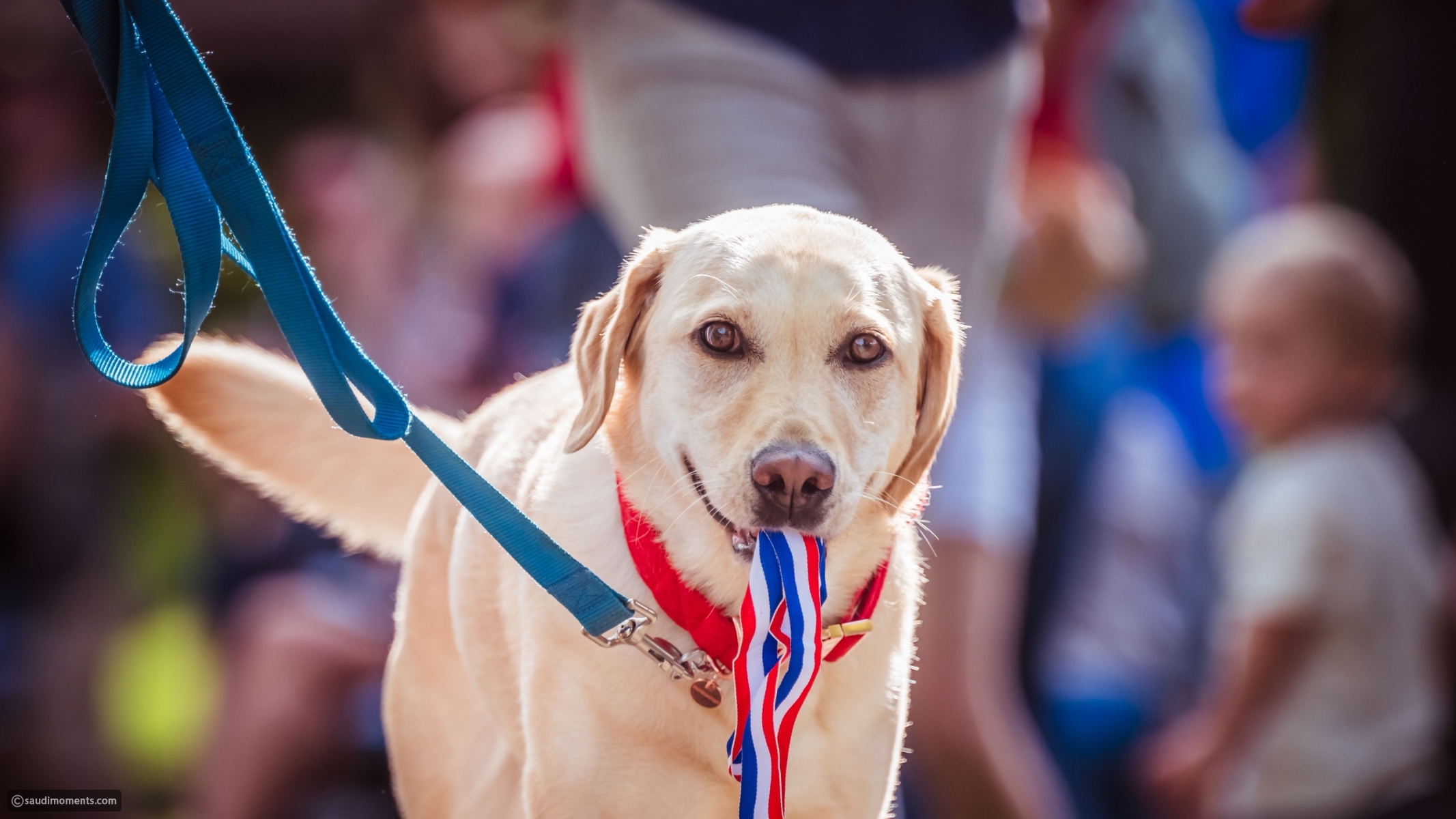 Calm & obedient dog breeds 13 well-behaved favorites
