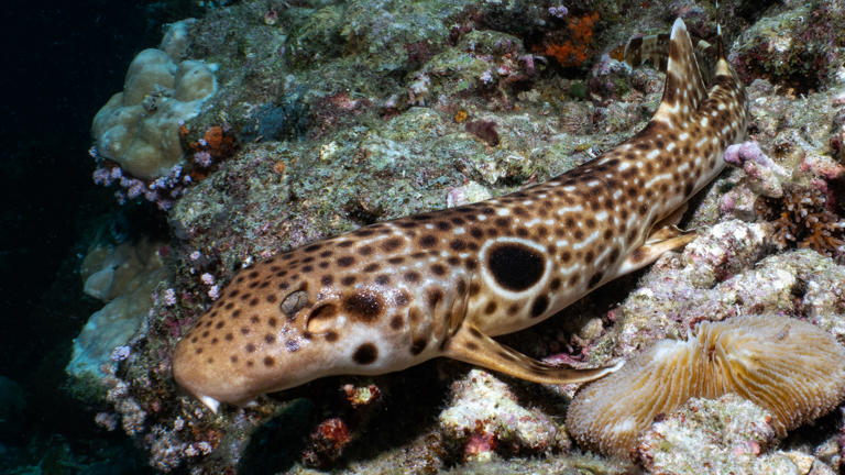 Never-before-seen shark that 'walks' on land discovered off Papua New ...