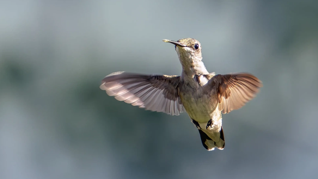 7 fascinating hummingbird moments on video