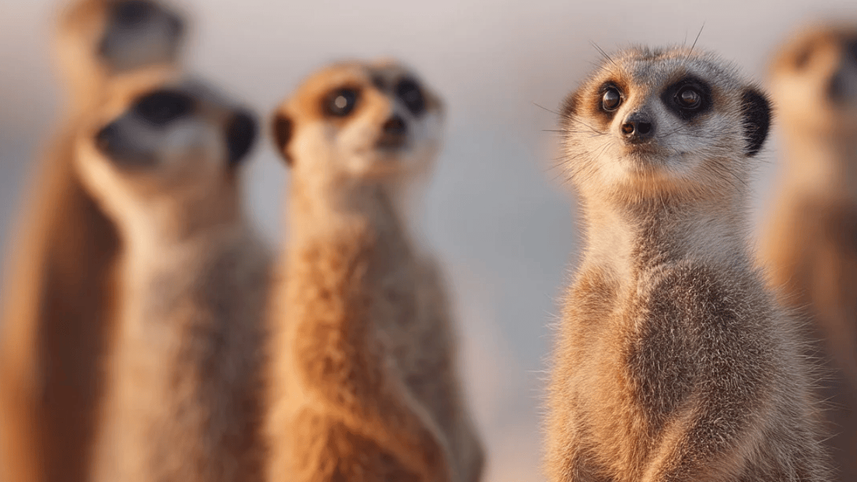 What no one tells you about the 5 animals that fiercely defend their ...