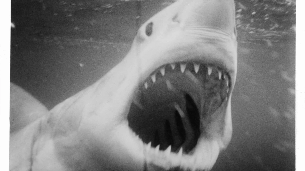 Jaws at 50: Big screen legacy and immersive revivals