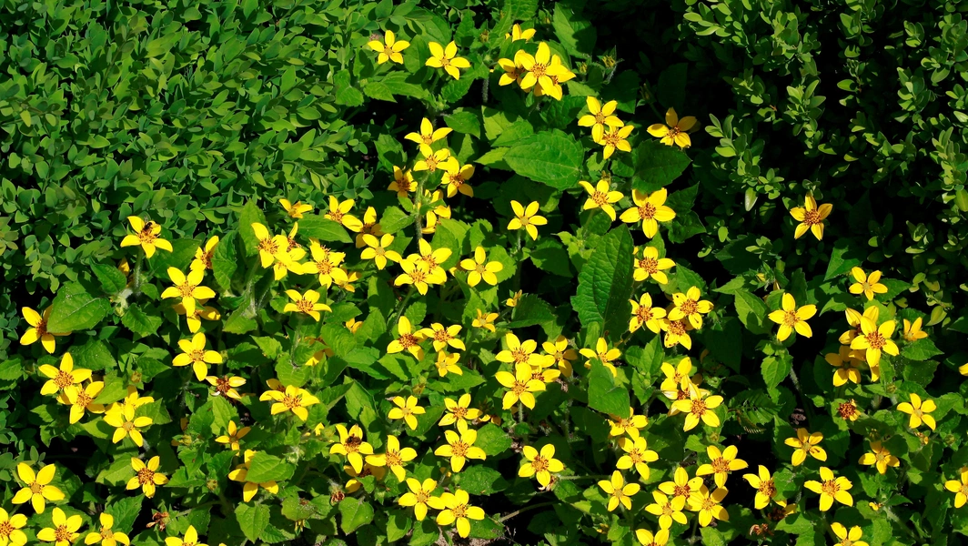 18 ground covers perfect for planting under trees