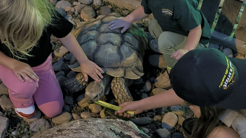 Stolen tortoise returned to Colorado Springs pet shop, suspect arrested