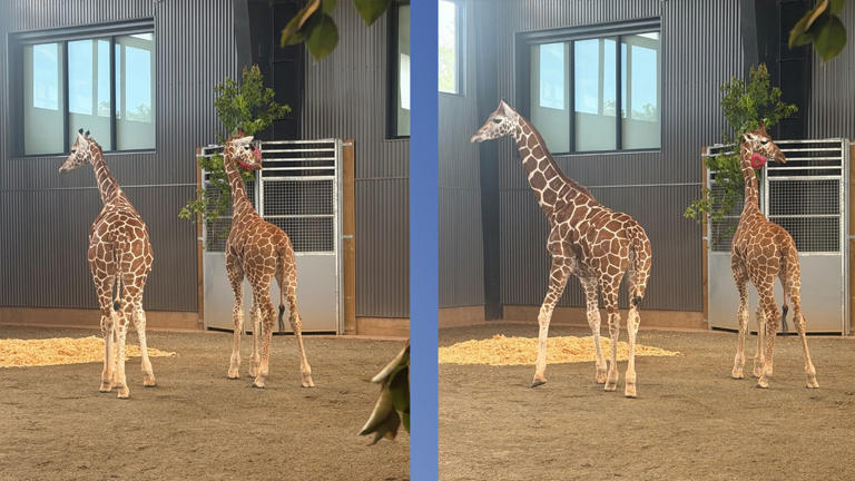 Two missing giraffe calves found after more than a year