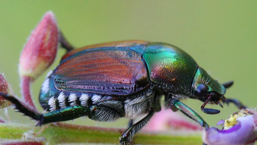 Controlling Japanese beetles with effective strategies