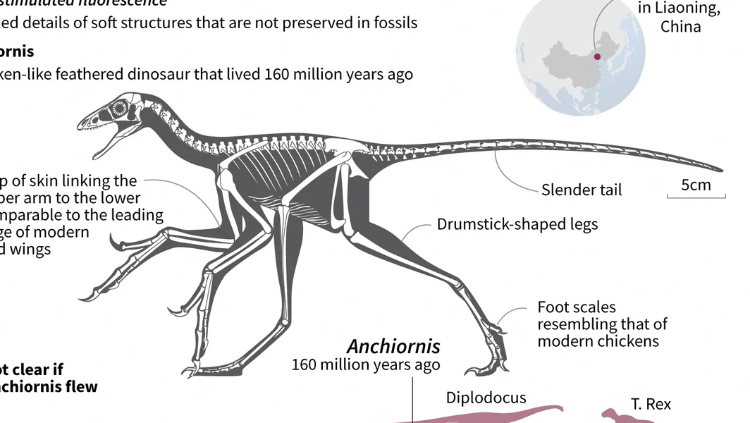 Bird evolution, behavior, and cultural significance